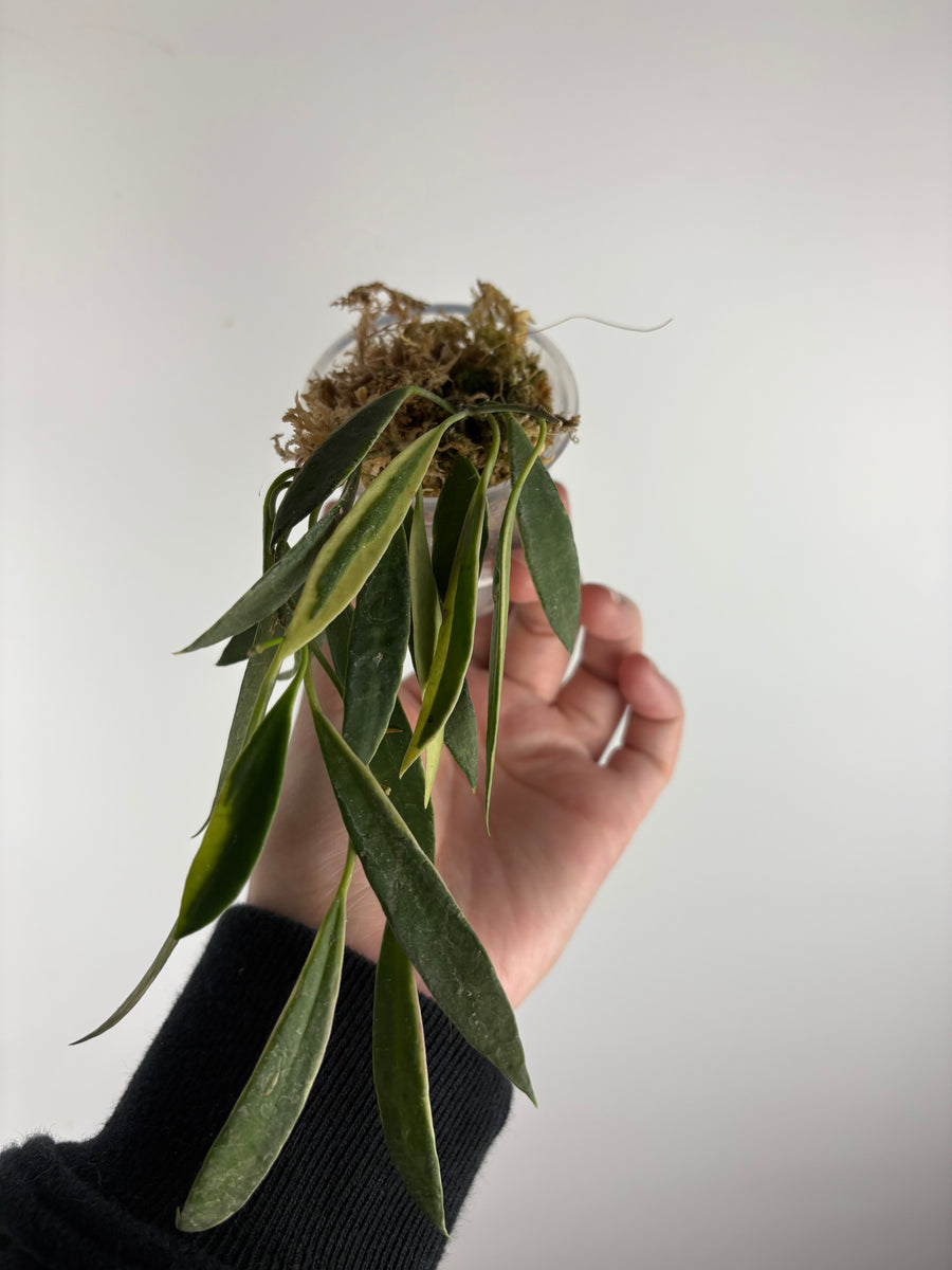 hoya tsangii albomarginata A – We Pot Plants
