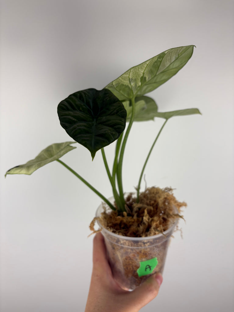 Alocasia Sinuata Albo Var A – We Pot Plants