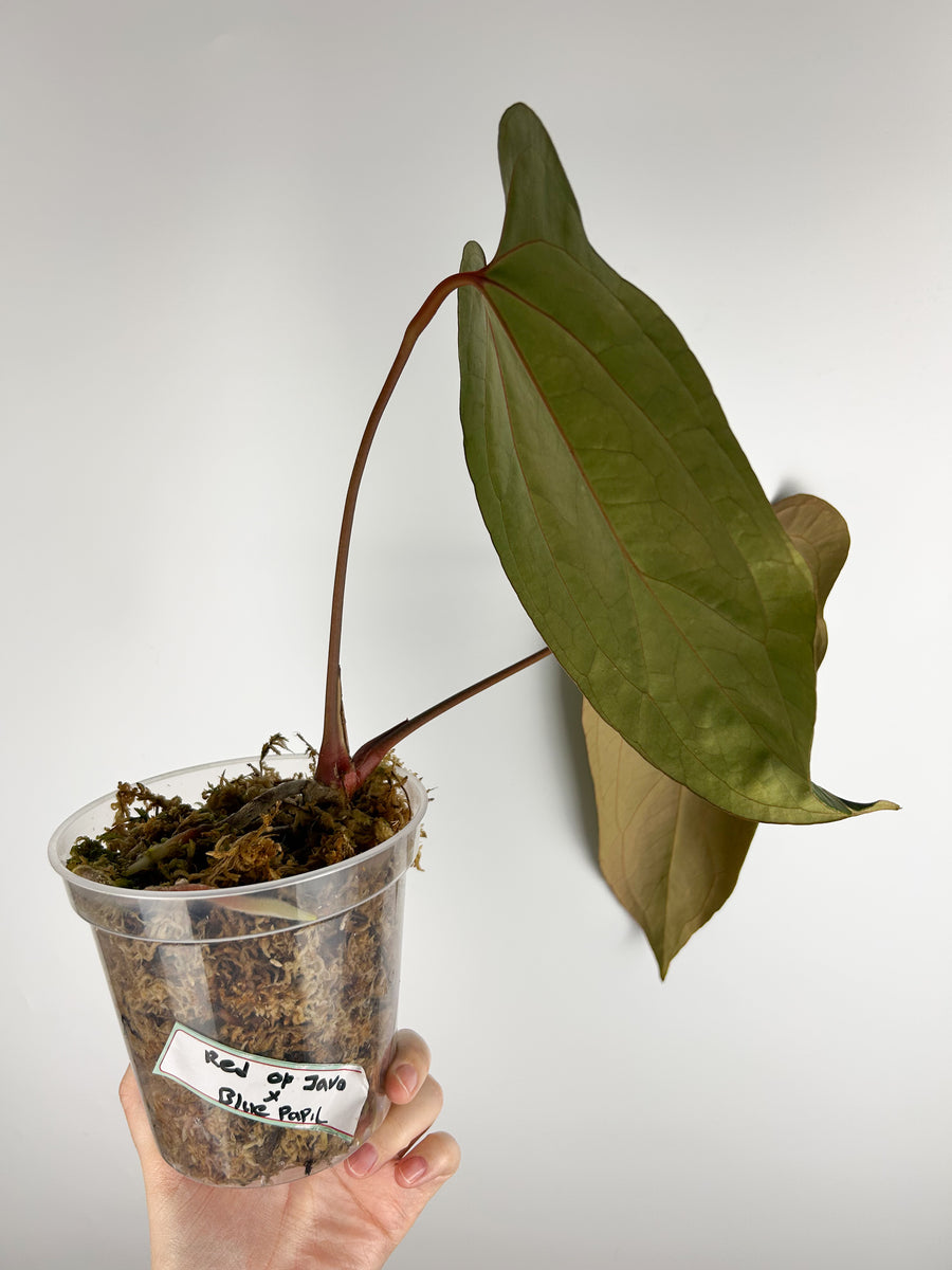 Anthurium red of Java x Blue papillilaminum as is – We Pot Plants