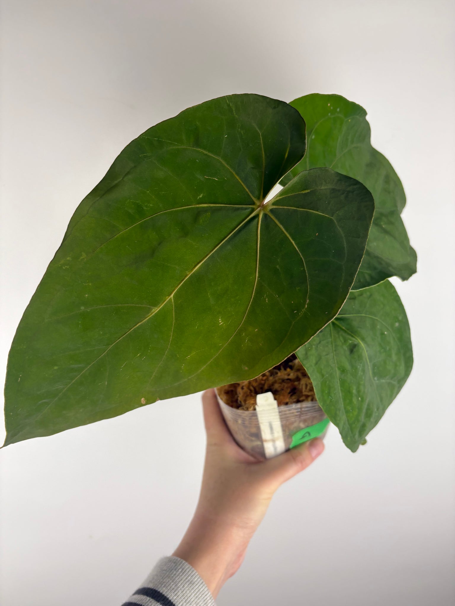 Anthurium Magnificum x dressleri A – We Pot Plants