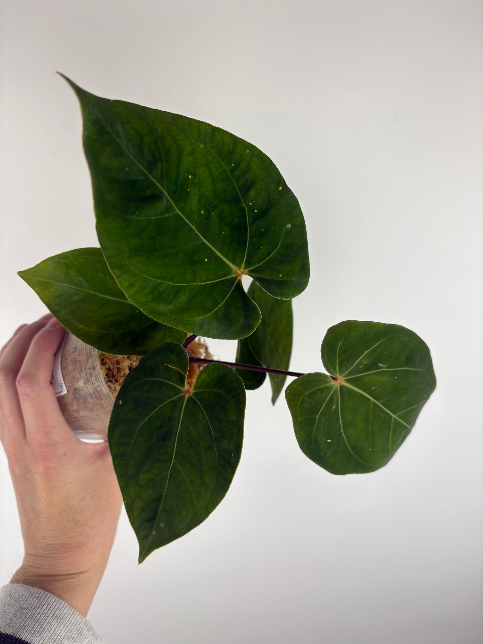 Anthurium papillilaminum x dressleri x portillae NSE A – We Pot Plants