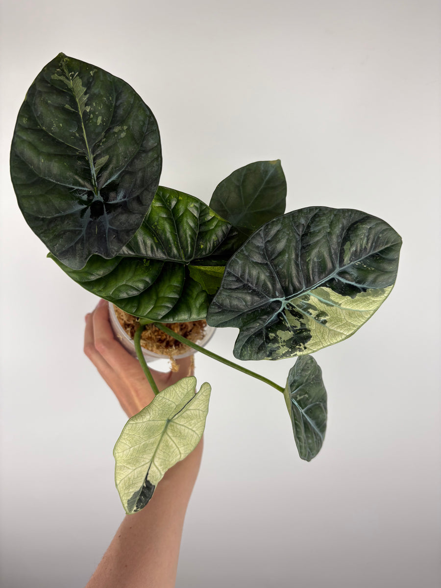 Alocasia Sinuata Albo Var A – We Pot Plants