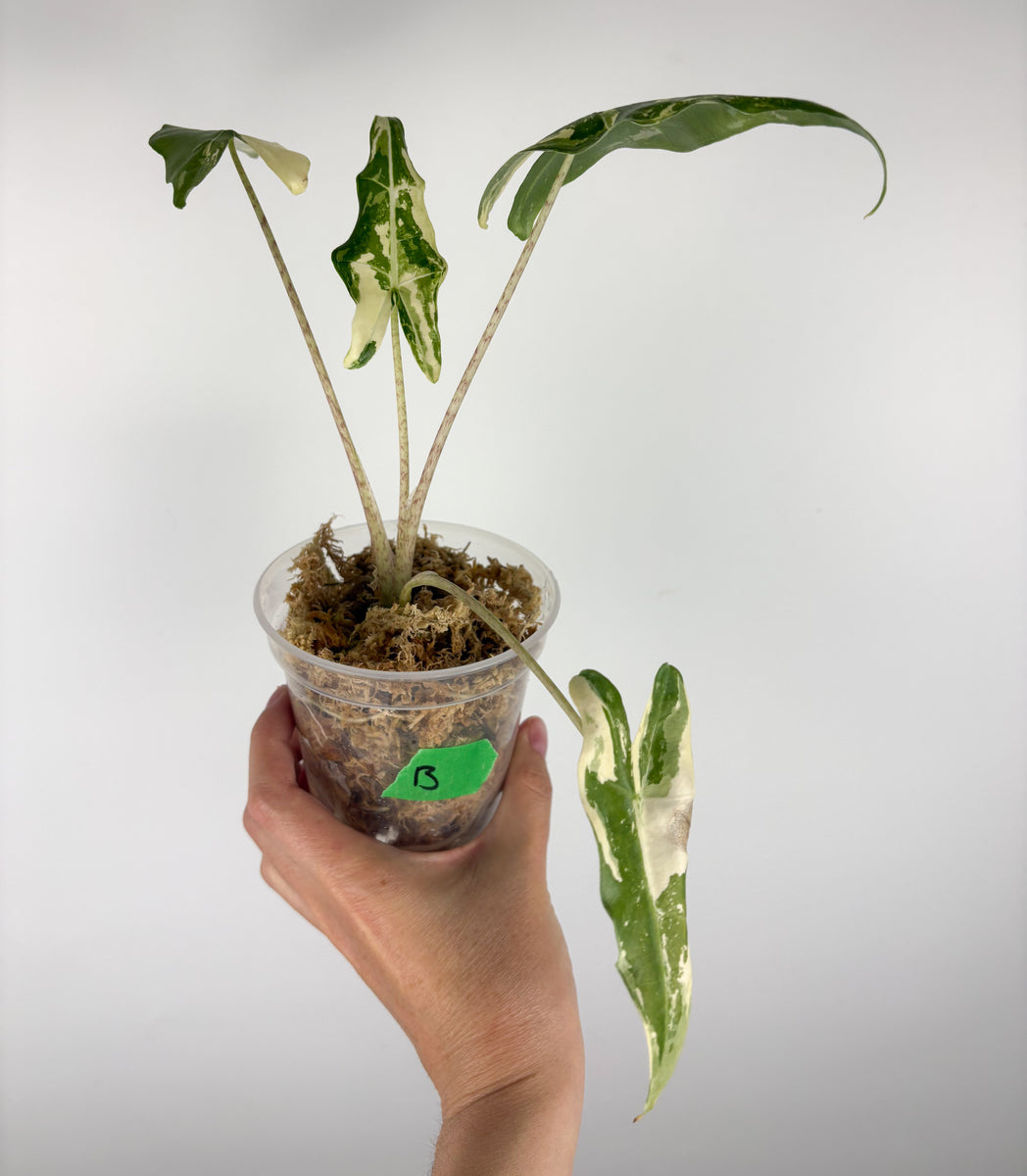 Alocasia sarian albo variegated – We Pot Plants