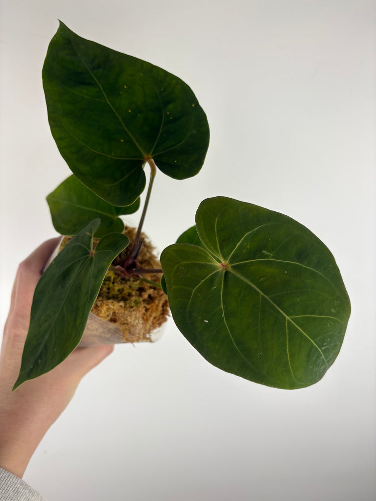 Anthurium papillilaminum x dressleri x portillae NSE A – We Pot Plants
